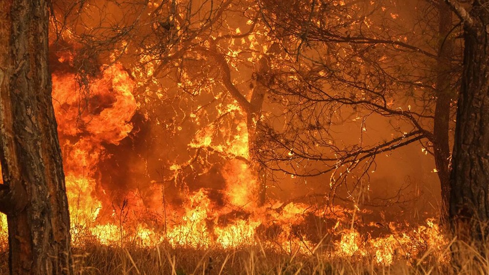 Nova: ανάδοχος αποκατάστασης και αναδάσωσης στην περιοχή της Ιεράς Μονής Πεντέλης — InfoCom